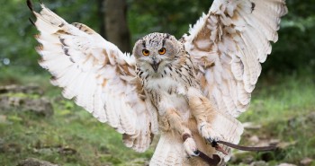 The Weirdest And Most Unique Animal Fur Patterns