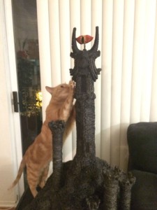 Frodo The Cat With His Own Hobbit Home