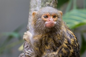 One Of The Smallest Monkey Species Are The Adorable Marmosets