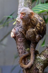 One Of The Smallest Monkey Species Are The Adorable Marmosets