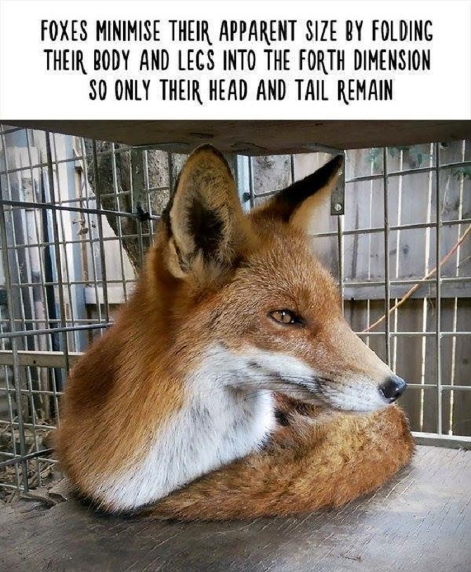 Funny But Completely Inaccurate Animal Facts Funny But Completely Inaccurate Animal Facts