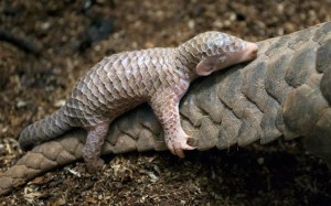 Roll Up Like An Adorable Pangolin