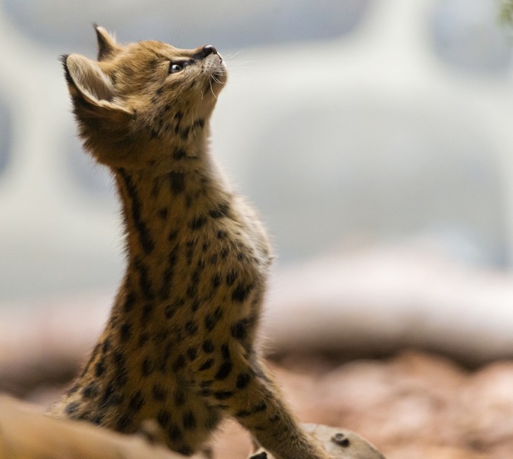 Are Servals The Most Gorgeous Wild Cats?