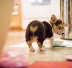 The Weirdest And Most Unique Animal Fur Patterns