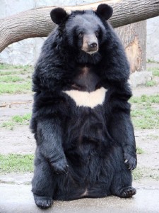 The Weirdest And Most Unique Animal Fur Patterns