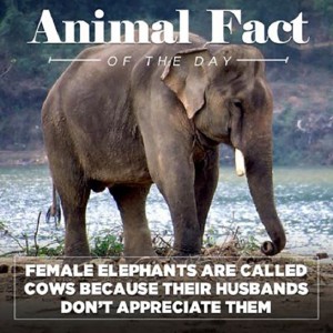 Animal Facts Of The Day With A Funny Twist