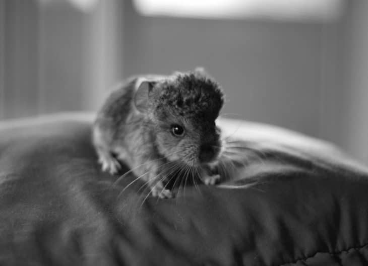 How Adorable Are Baby Chinchillas
