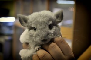 How Adorable Are Baby Chinchillas
