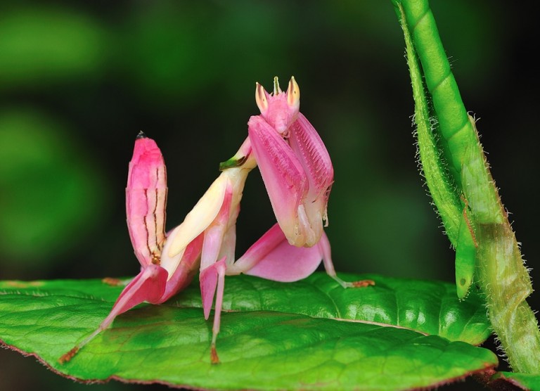 The Most Unique Types Of Mantises
