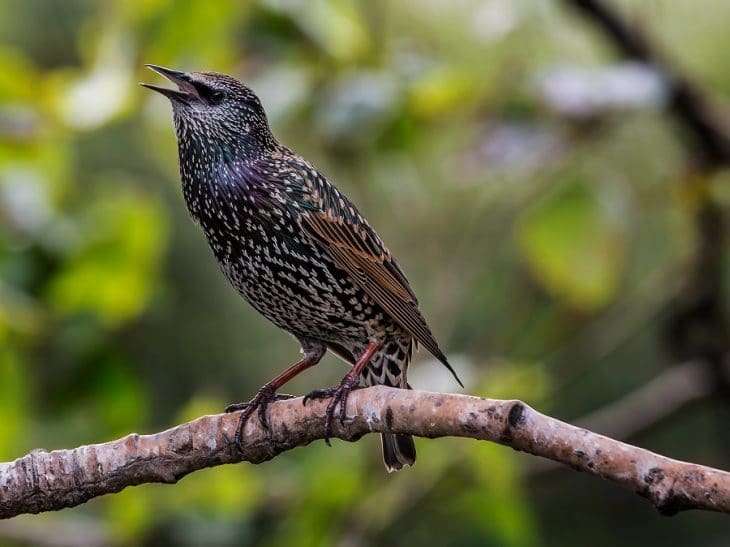 The Beauty Of Starlings With Iridescent Plumage