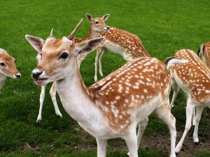 The Most Adorable Baby Fawns