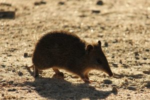The Adorable Bandicoots Of Australia