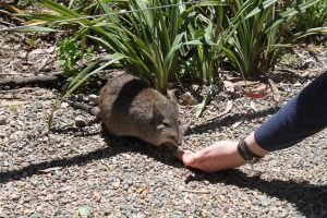 The Adorable Bandicoots Of Australia