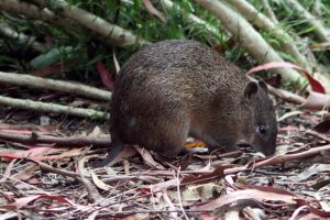 The Adorable Bandicoots Of Australia