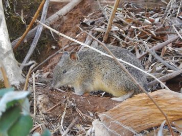 The Adorable Bandicoots Of Australia
