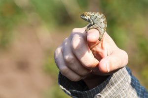 Changing Colours With Incredible Chameleons
