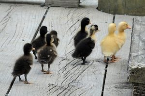 The Most Adorable Fluffy Ducklings