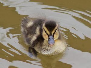 The Most Adorable Fluffy Ducklings