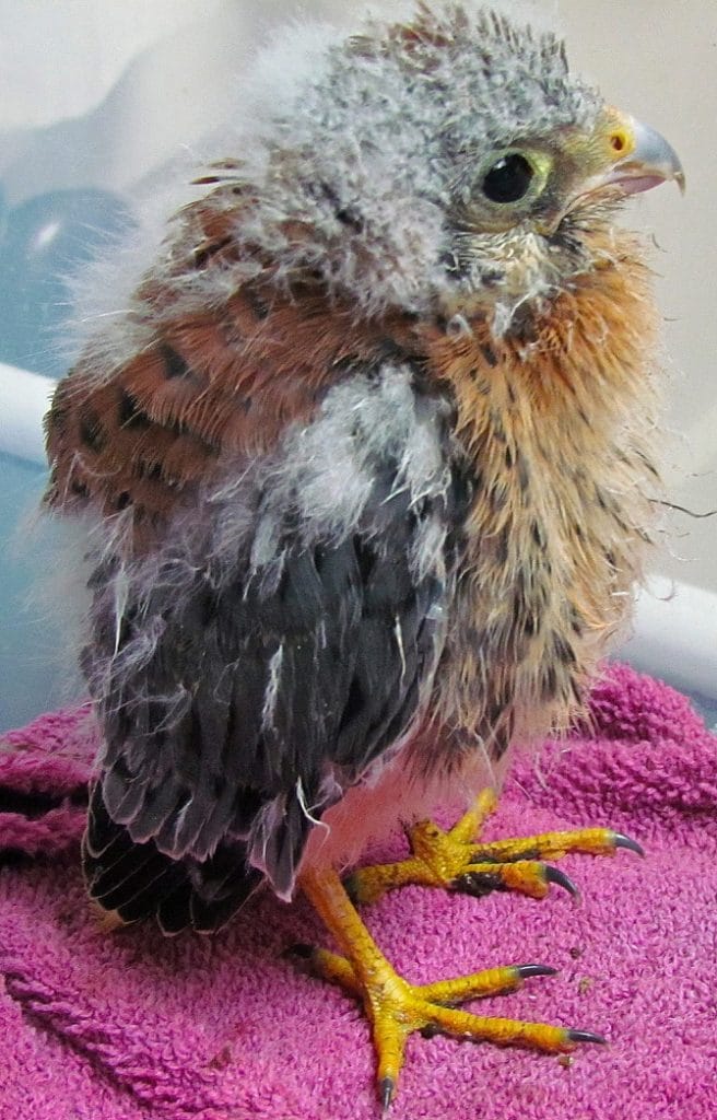 Hawks And Their Adorable Babies