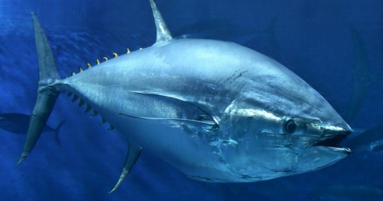 The Most Expensive Fish in the World - Lazy Penguins