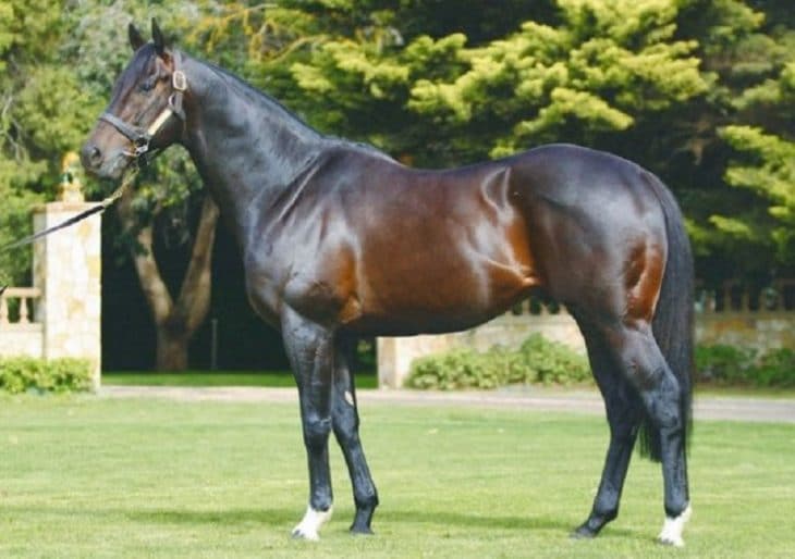 The Most Expensive Horses in the World - Lazy Penguins