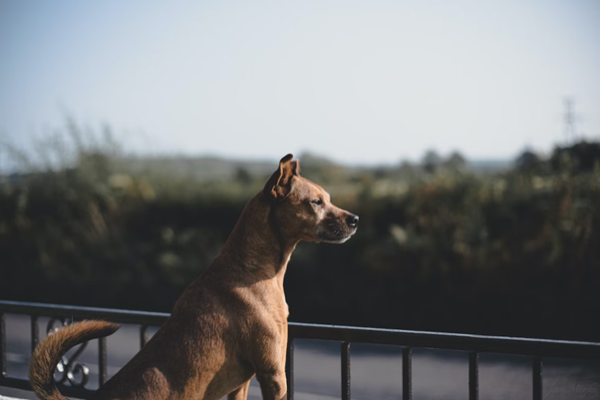 6 Things You Need To Know About Guard Dogs - Lazy Penguins