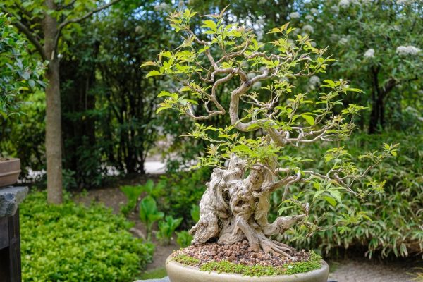 The Most Expensive Bonsai Trees in the World